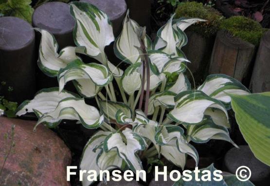 Hosta Ghost Spirit - Fransen Hostas