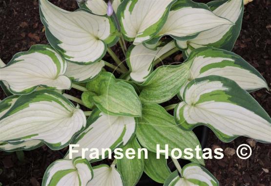 Hosta Ghost Spirit - Fransen Hostas