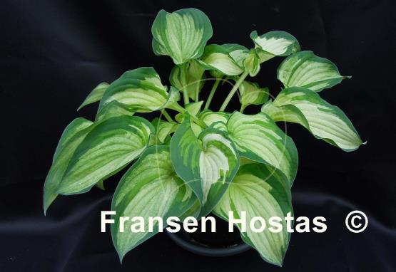 Hosta Ghost Spirit - Fransen Hostas