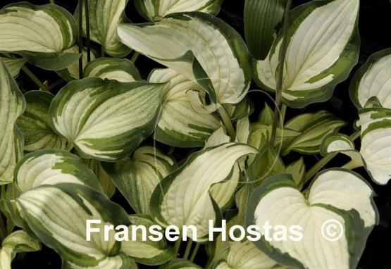 Hosta Ghost Spirit - Fransen Hostas
