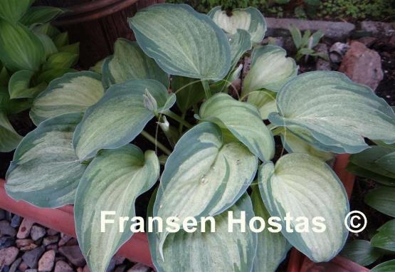 Hosta Ghost Spirit - Fransen Hostas