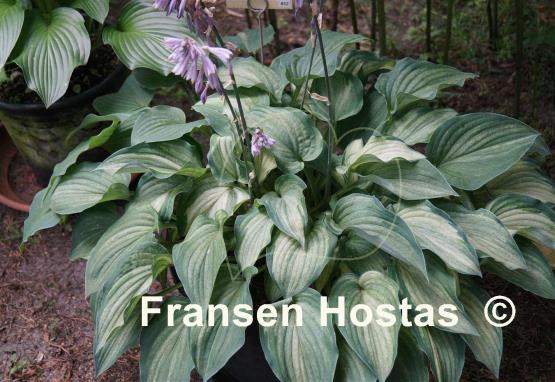 Hosta Ghost Spirit - Fransen Hostas