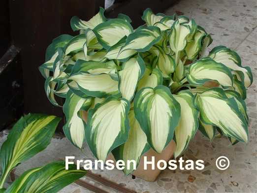 Hosta Ghost Spirit - Fransen Hostas