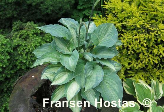 Hosta Ghost Spirit - Fransen Hostas