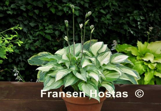 Hosta Ghost Spirit - Fransen Hostas