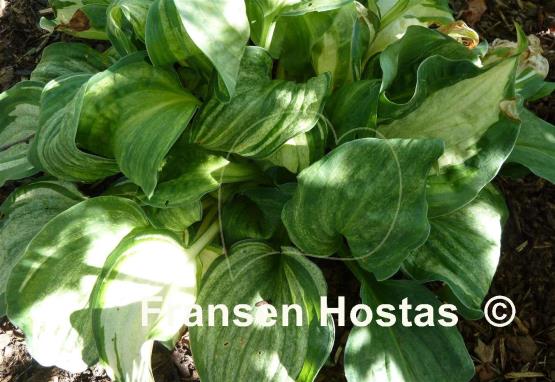 Hosta Ghostmaster - Fransen Hostas