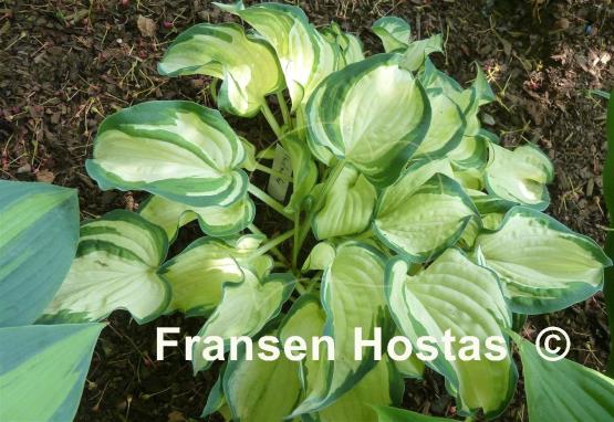 Hosta Ghostmaster - Fransen Hostas