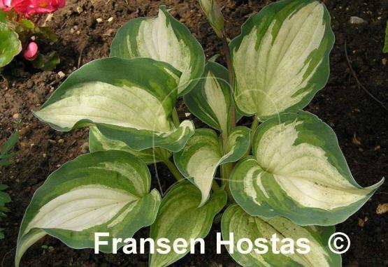 Hosta Ghostmaster - Fransen Hostas