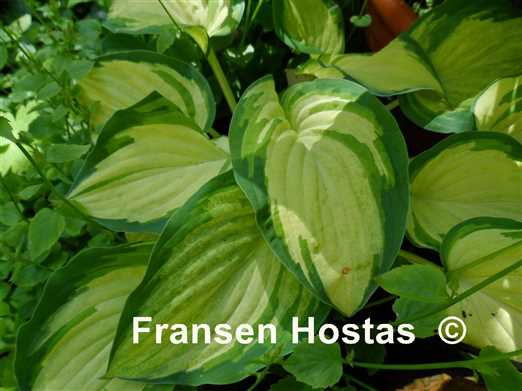 Hosta Ghostmaster - Fransen Hostas