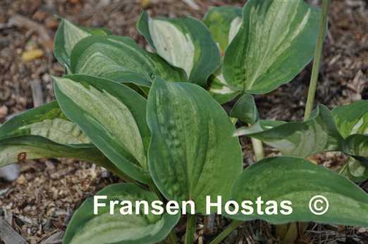 Hosta Ghostmaster - Fransen Hostas