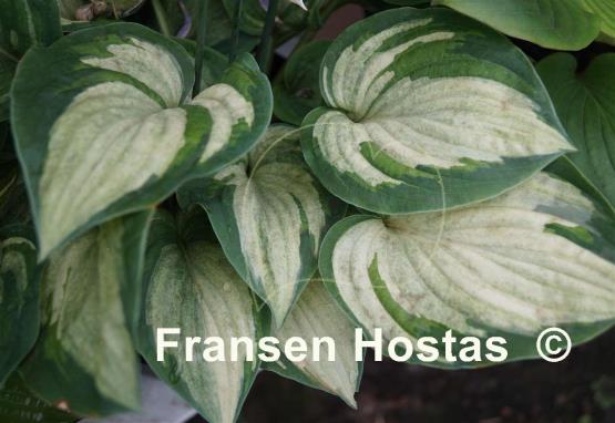 Hosta Ghostmaster - Fransen Hostas