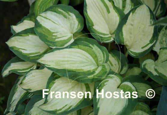 Hosta Ghostmaster - Fransen Hostas