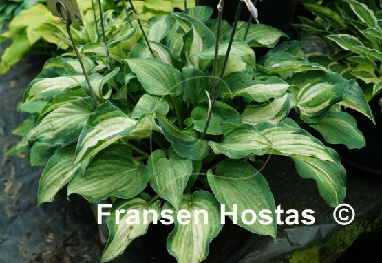 Hosta Ghostmaster - Fransen Hostas