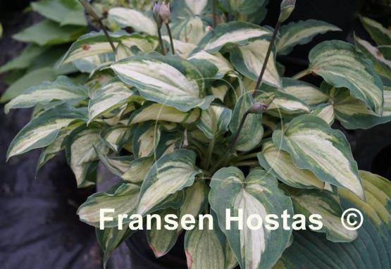 Hosta Ghostmaster - Fransen Hostas