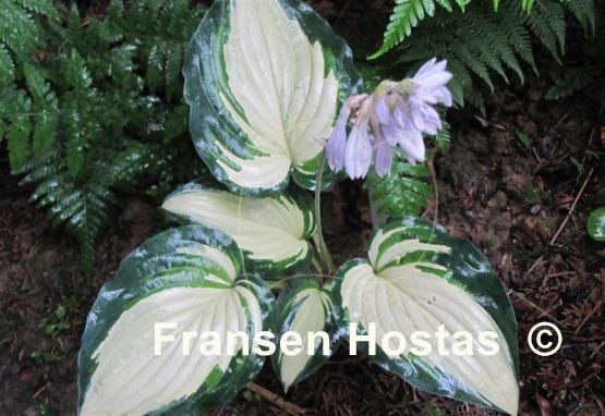 Hosta Ghostmaster - Fransen Hostas