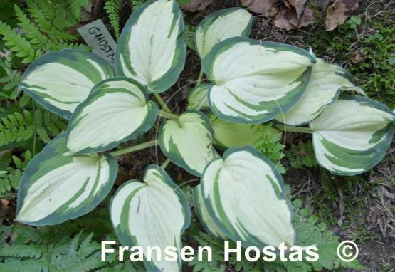 Hosta Ghostmaster - Fransen Hostas