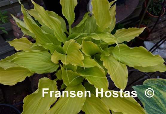 Hosta Gila River - Fransen Hostas