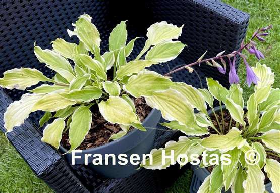 Hosta Gila River - Fransen Hostas