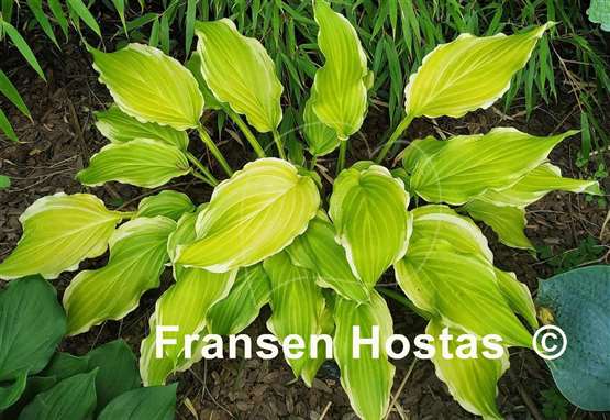 Hosta Gila River - Fransen Hostas