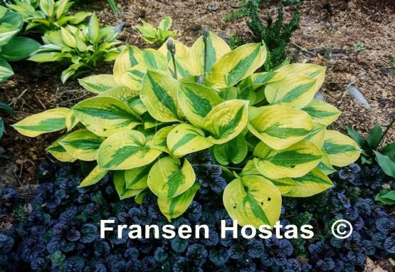 Hosta Glad Rags - Fransen Hostas
