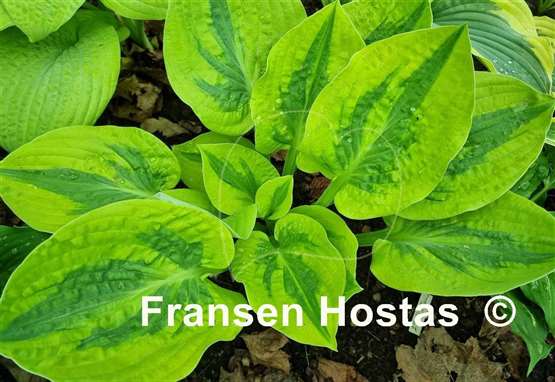 Hosta Glad Rags - Fransen Hostas
