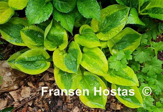 Hosta Glad Rags - Fransen Hostas