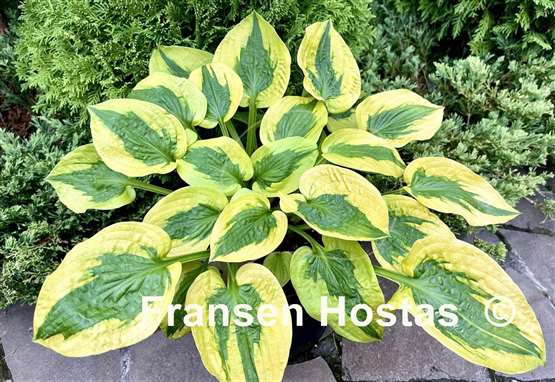 Hosta Glad Rags - Fransen Hostas