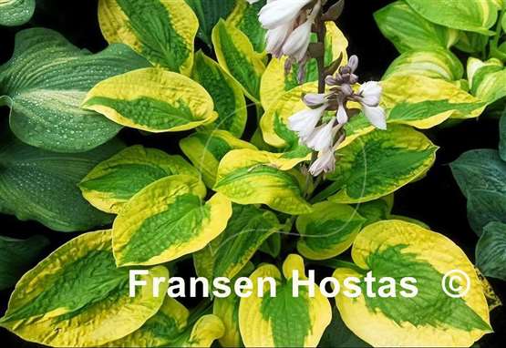 Hosta Glad Rags - Fransen Hostas