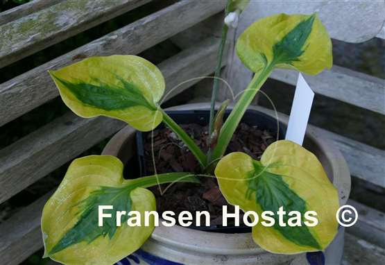 Hosta Glad Rags - Fransen Hostas