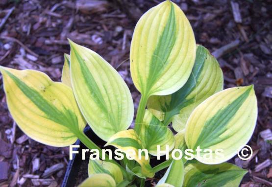Hosta Glad Rags - Fransen Hostas