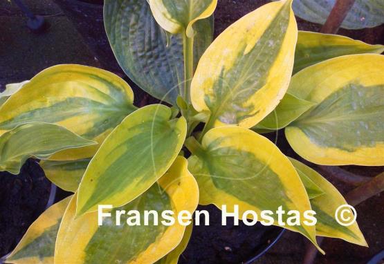Hosta Glad Rags - Fransen Hostas