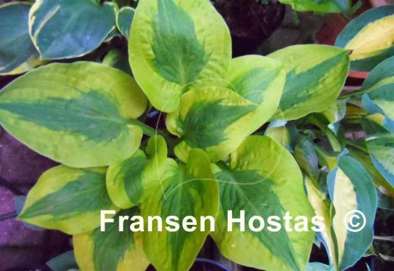 Hosta Glad Rags - Fransen Hostas