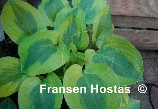 Hosta Glad Rags - Fransen Hostas