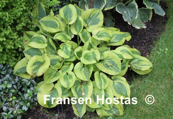 Hosta Glad Rags - Fransen Hostas