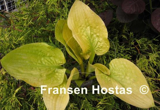 Hosta Glad Tidings - Fransen Hostas