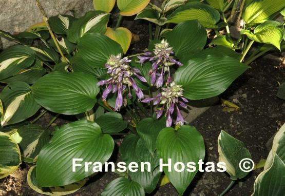 Hosta Grand Finale - Fransen Hostas