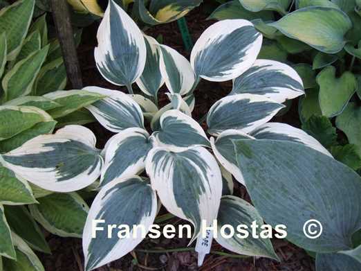 Hosta Great Escape - Fransen Hostas