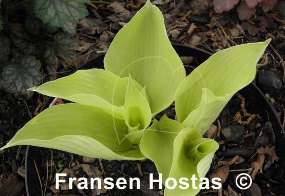 Hosta Grey Ghost - Fransen Hostas
