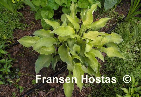 Hosta Grey Ghost - Fransen Hostas
