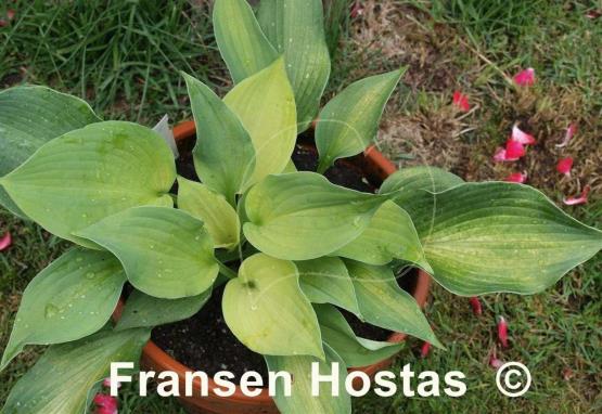 Hosta Grey Ghost - Fransen Hostas