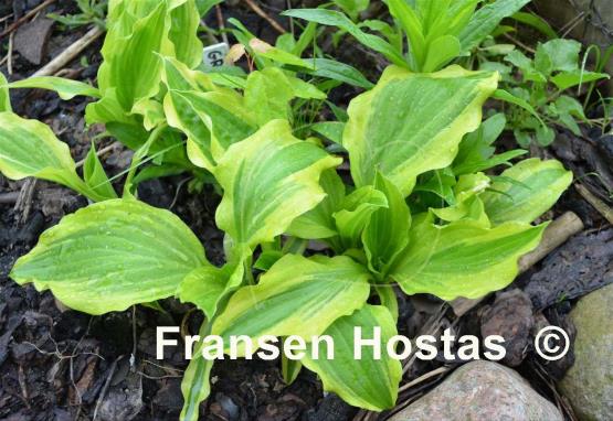 Hosta Ground Master - Fransen Hostas