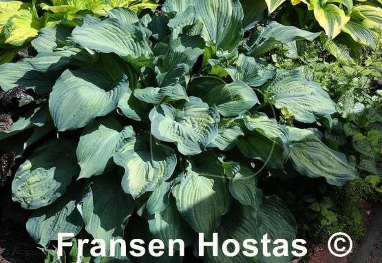 Hosta Guardian Angel - Fransen Hostas