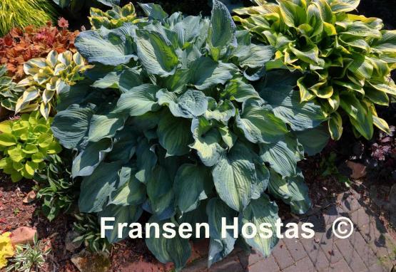Hosta Guardian Angel - Fransen Hostas