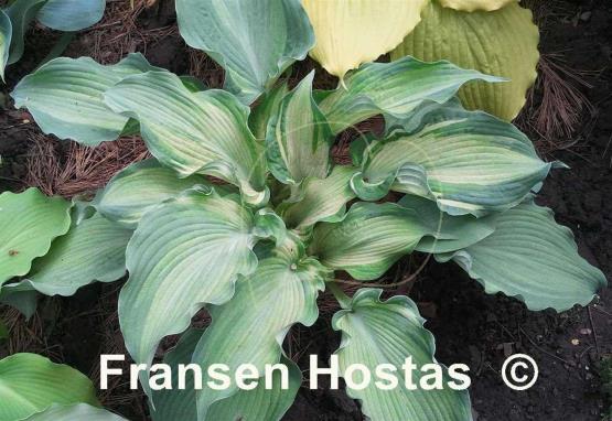 Hosta Guardian Angel - Fransen Hostas