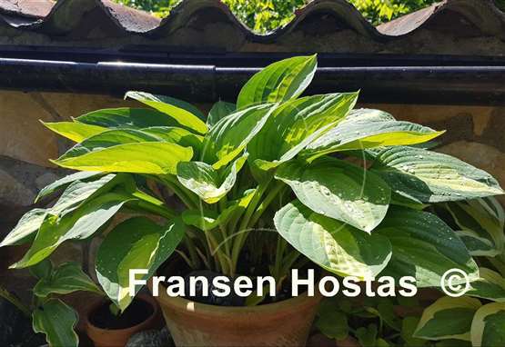 Hosta Gypsy Rose - Fransen Hostas