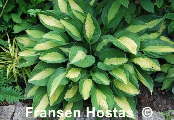 Hosta Gypsy Rose - Fransen Hostas