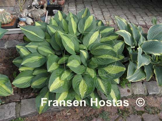 Hosta Gypsy Rose - Fransen Hostas