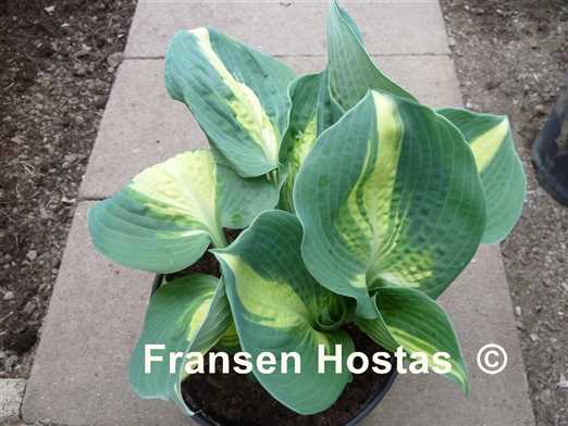 Hosta Half and Half - Fransen Hostas