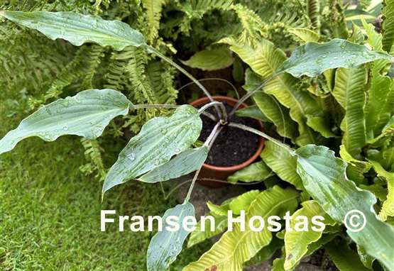 Hosta Hammerin Cameron - Fransen Hostas