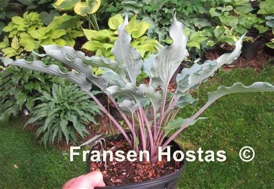 Hosta Hammerin Cameron - Fransen Hostas